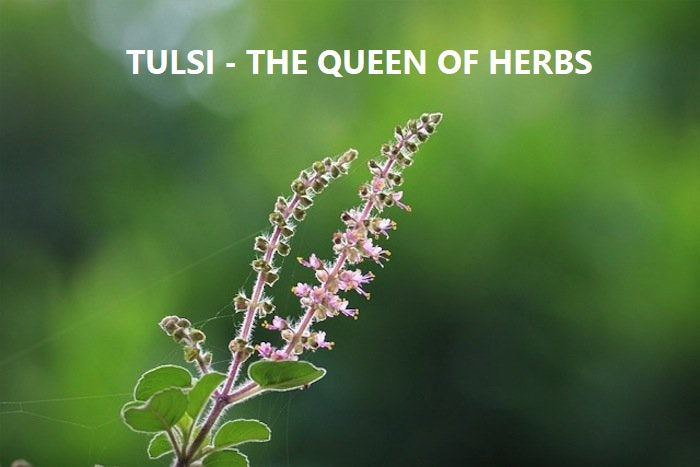 Forgotten Foods - Tulsi the Queen of Herbs – Vennakula